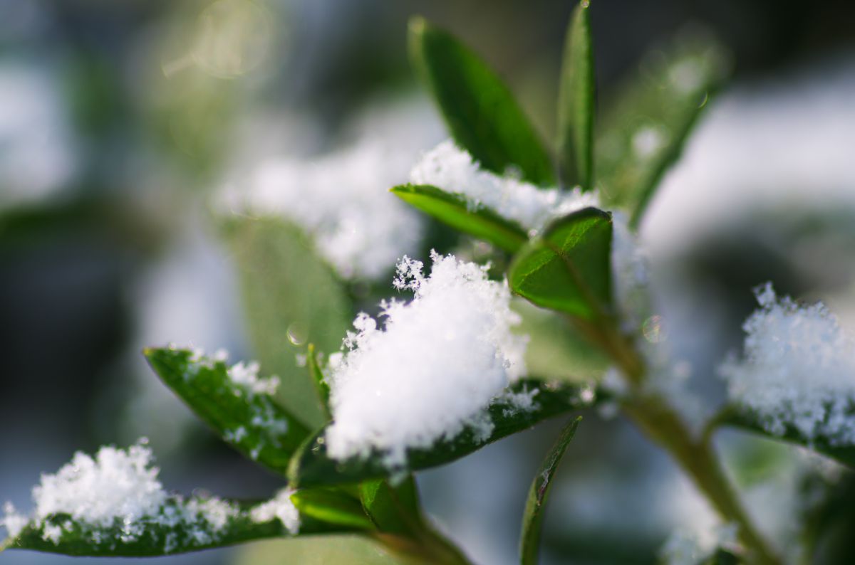 snow blanket* | GANREF