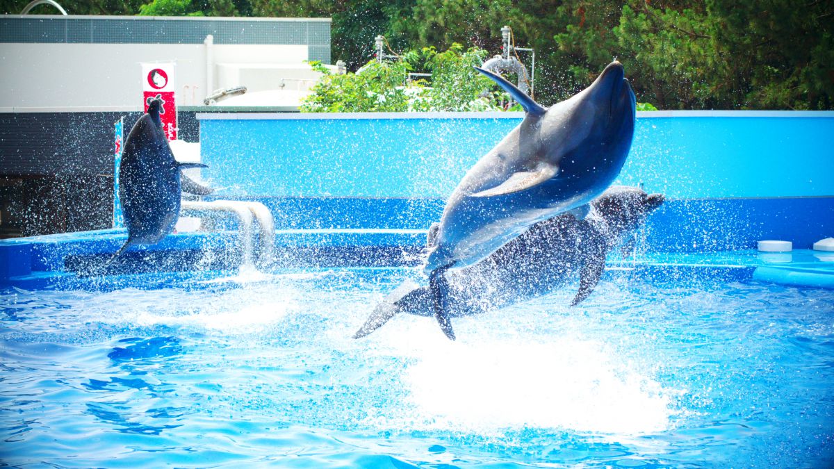 Splash Time!!! | GANREF