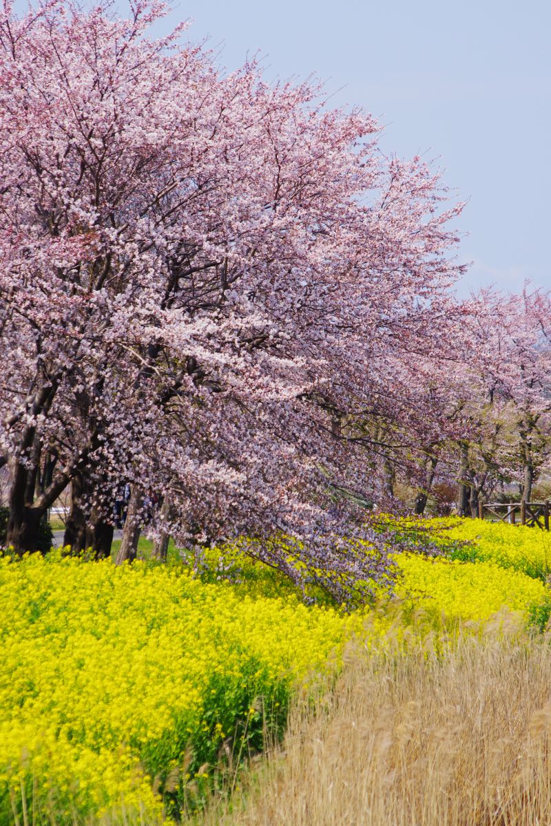 the trinity [quartet －] | GANREF