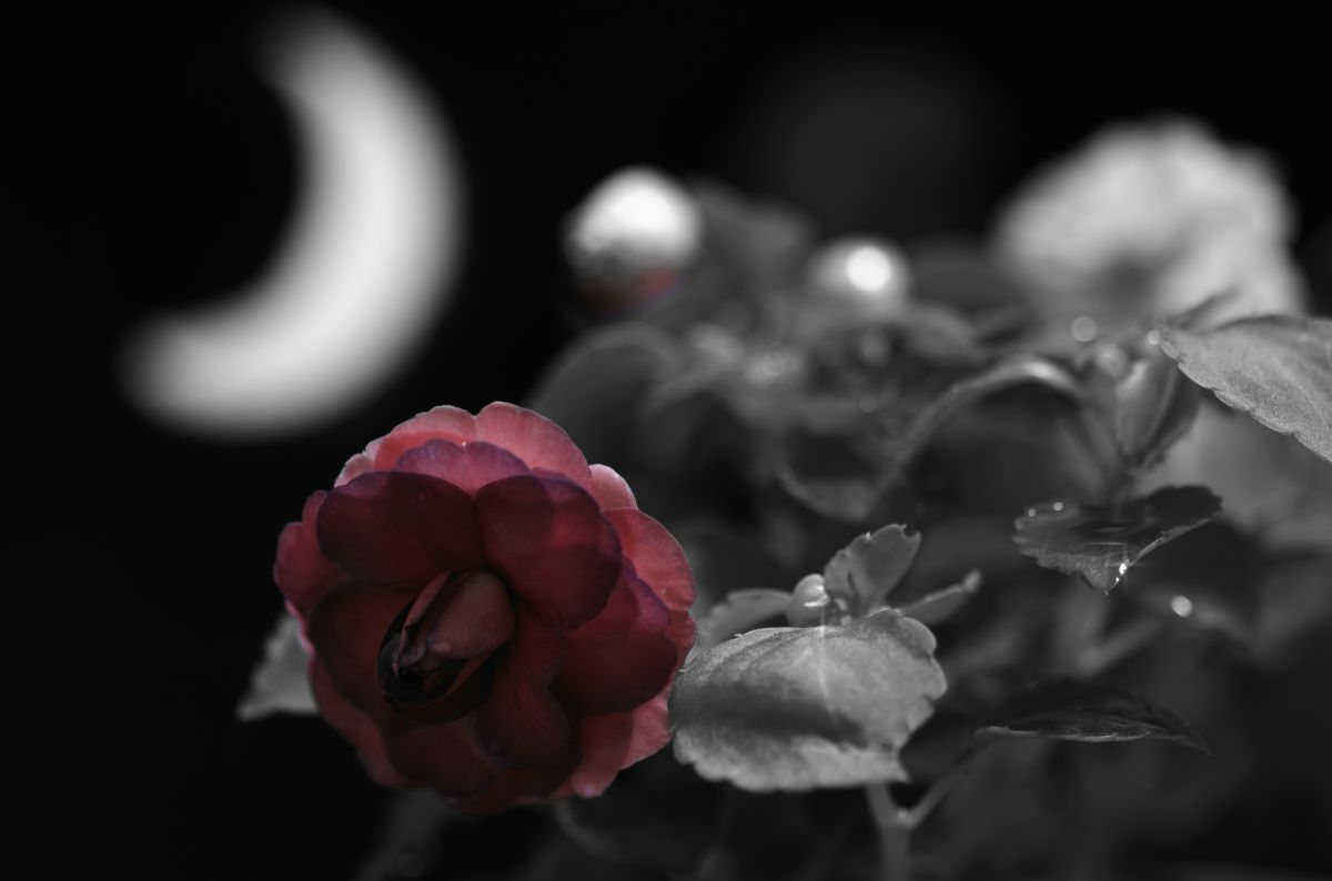 withered kingdom | GANREF