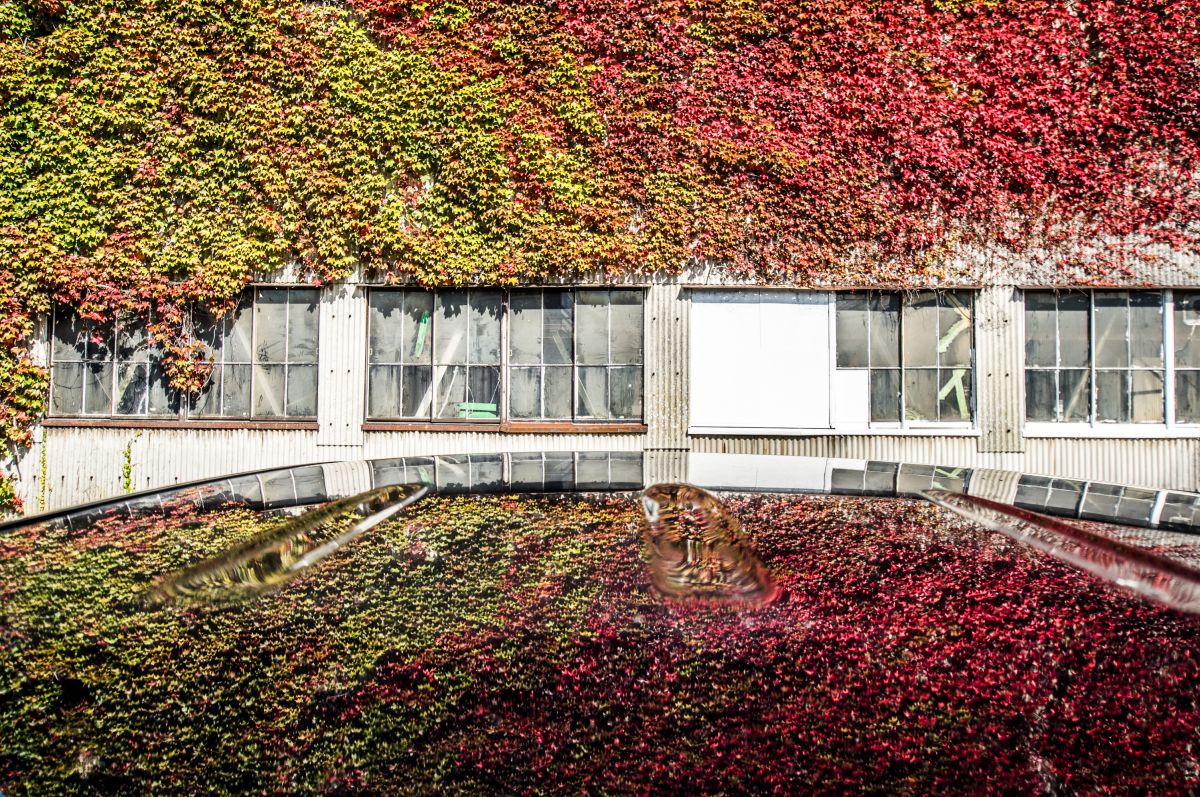 Autumn／nmutuA | GANREF