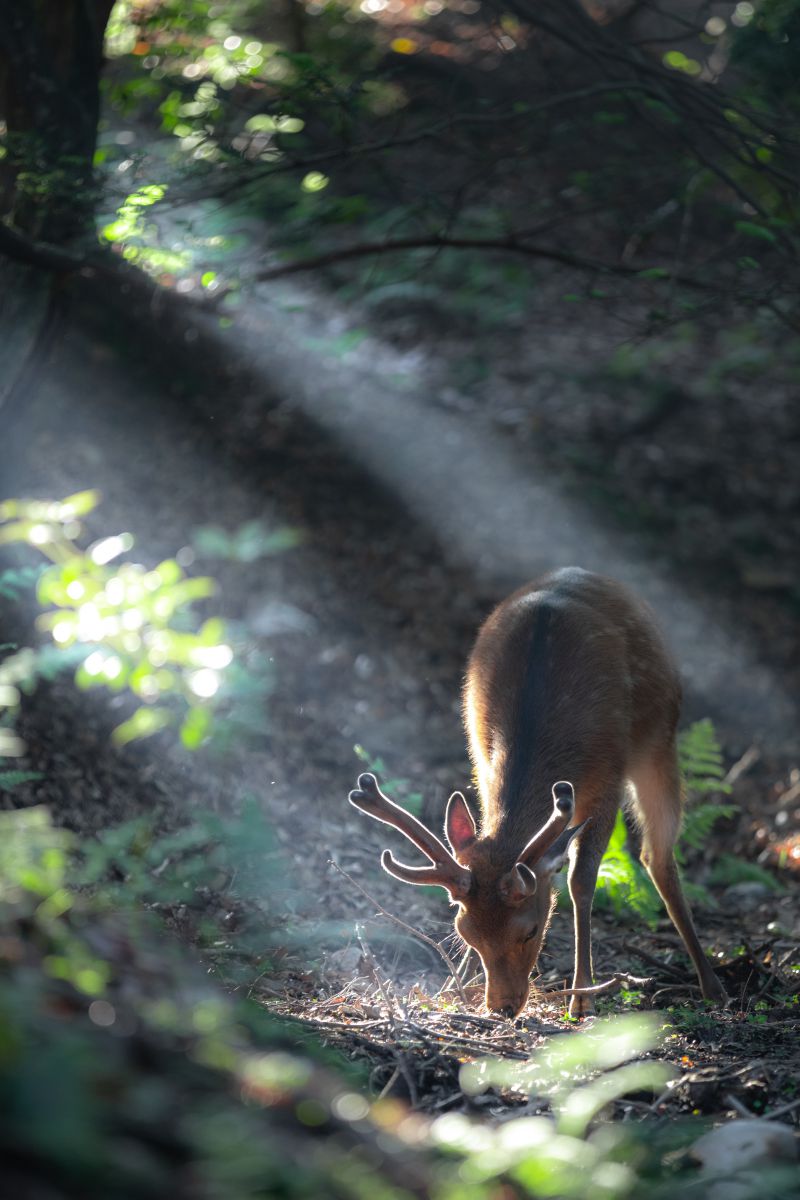 Deep Forest | GANREF