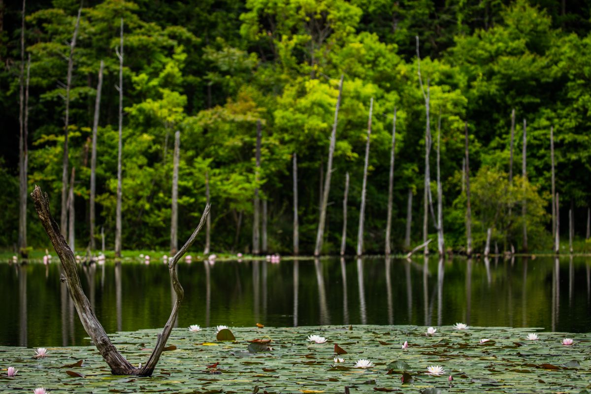 A fallen tree﻿ | GANREF
