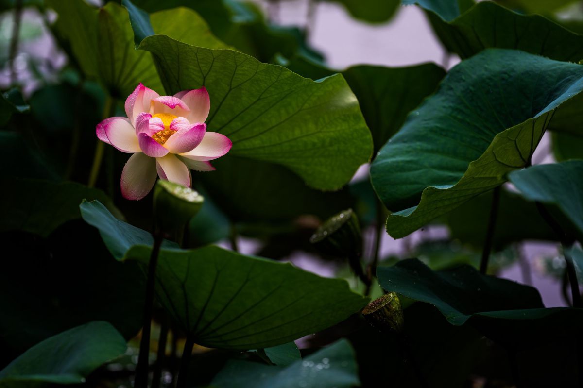 Lotus Awakening | GANREF