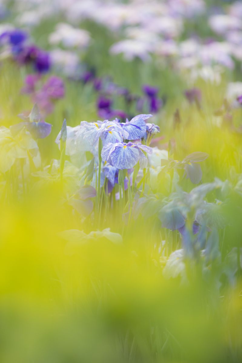 iris,blue flag | GANREF