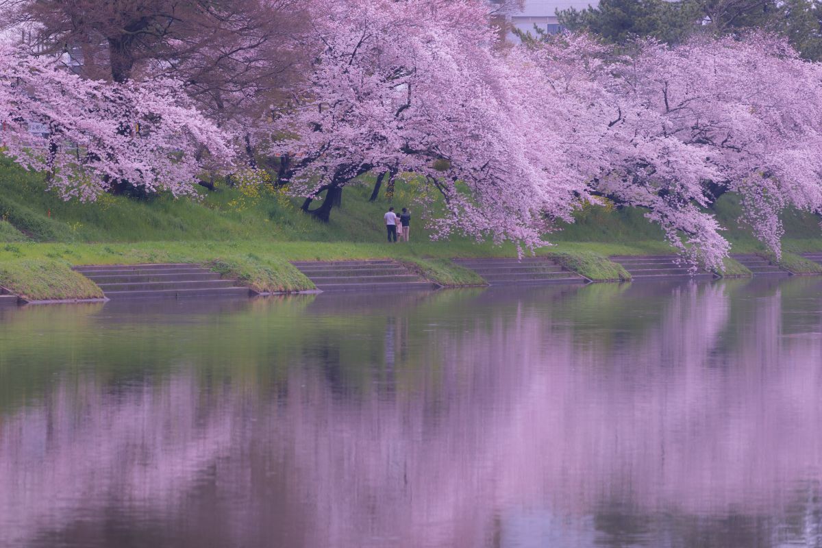 Under the cherry tree | GANREF