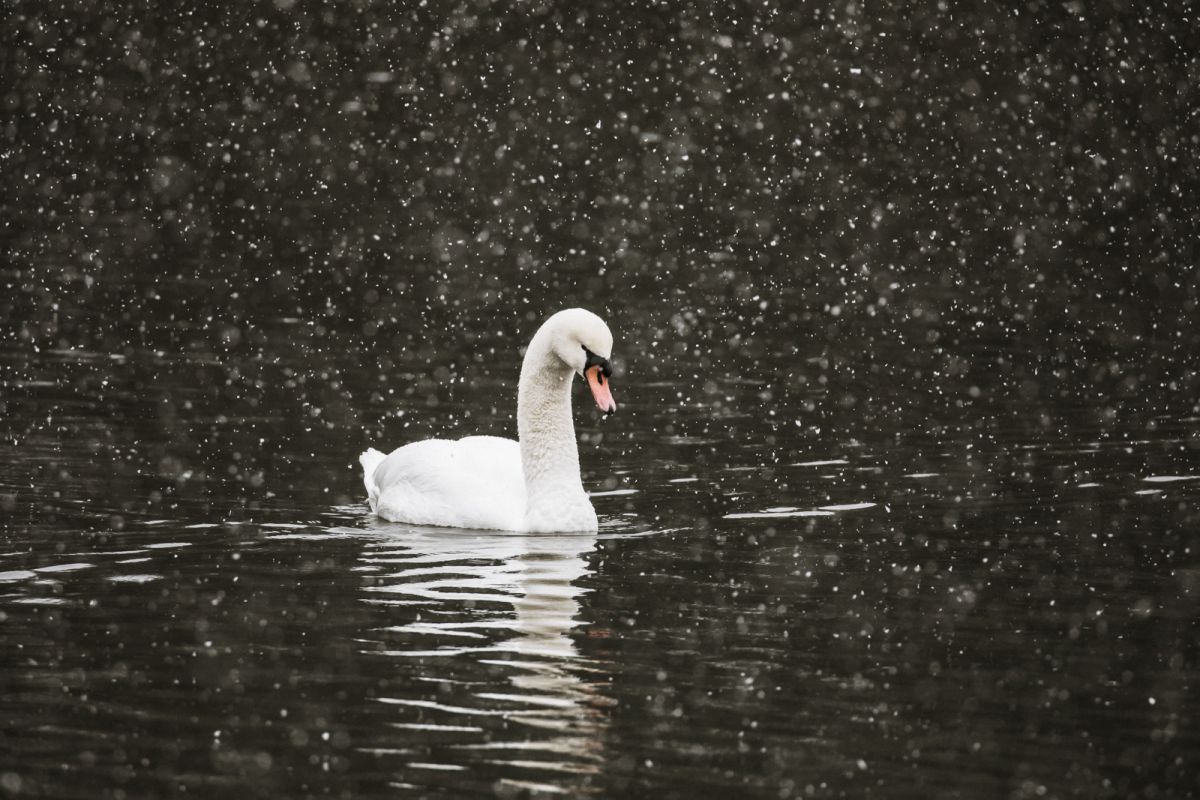 snow swan | GANREF