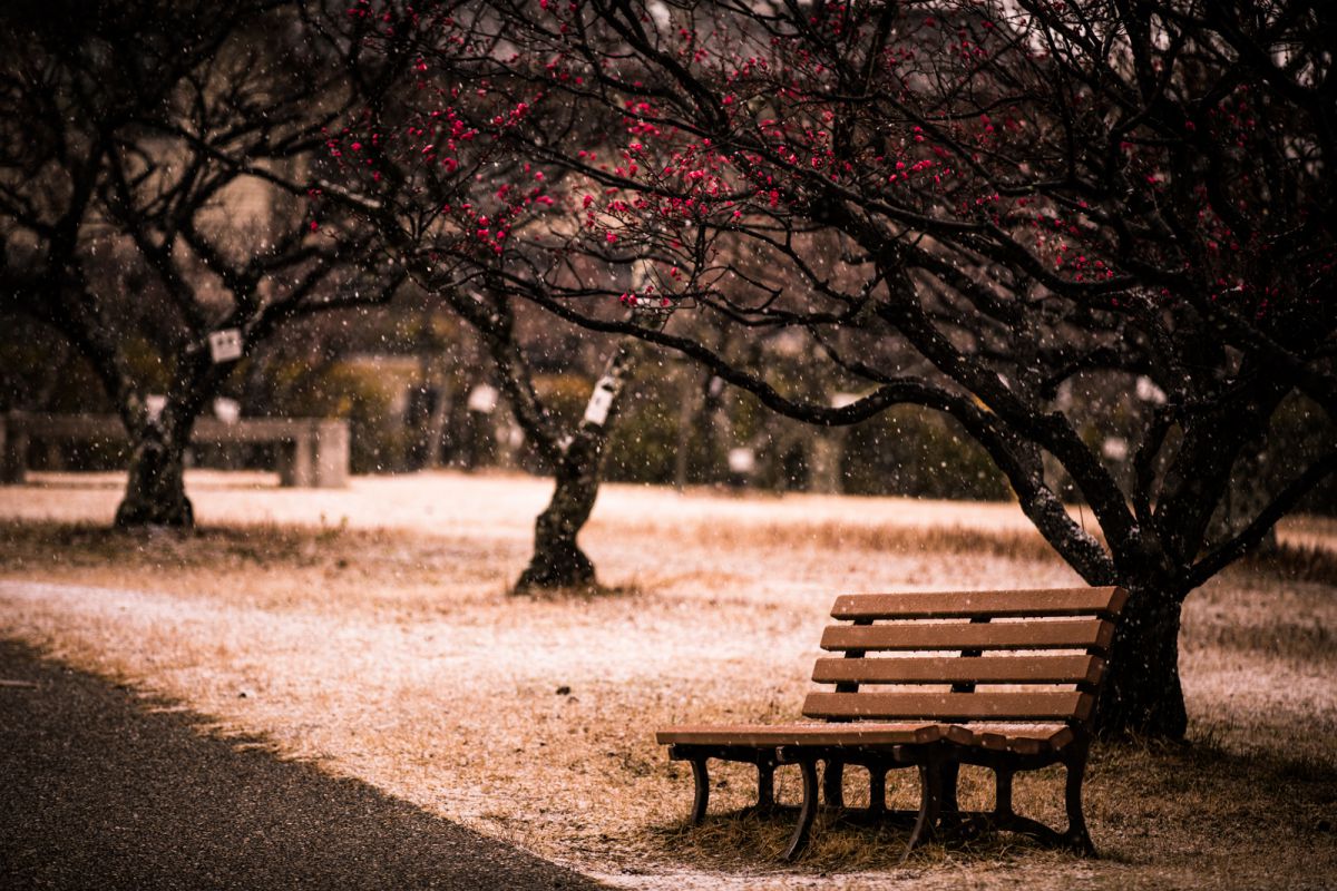 Early bloom plum | GANREF