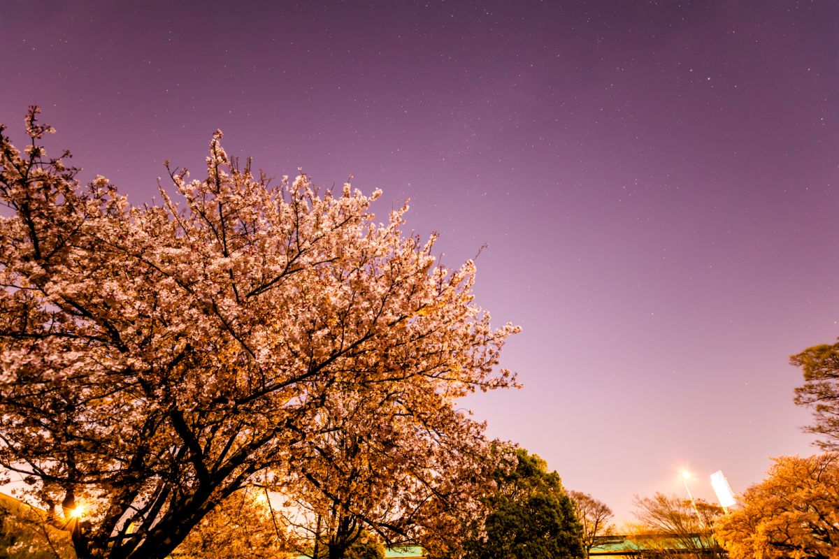 Cherry blossoms and stars | GANREF