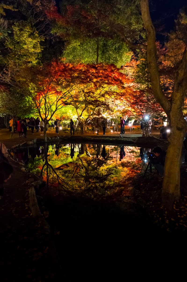 Reflection of autumn leaves | GANREF