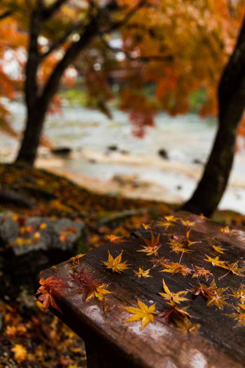 Autumn leaves on the bench | GANREF