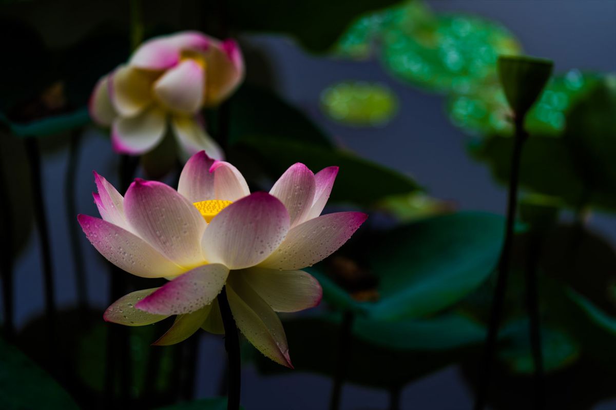 Polka dot lotus | GANREF