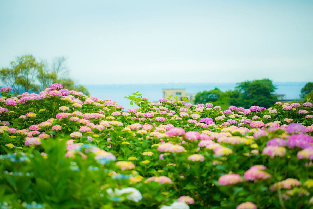 Beyond hydrangea Mikawa Bay | GANREF