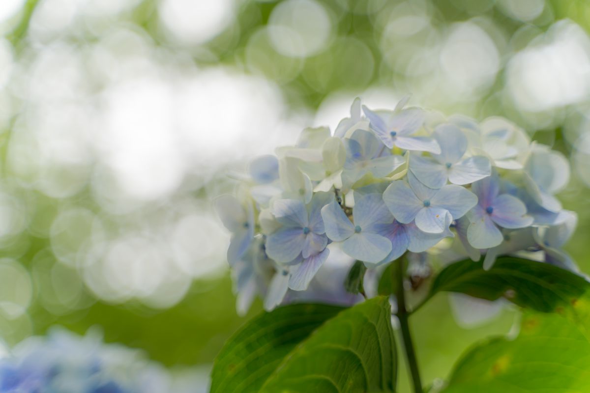 hydrangea | GANREF