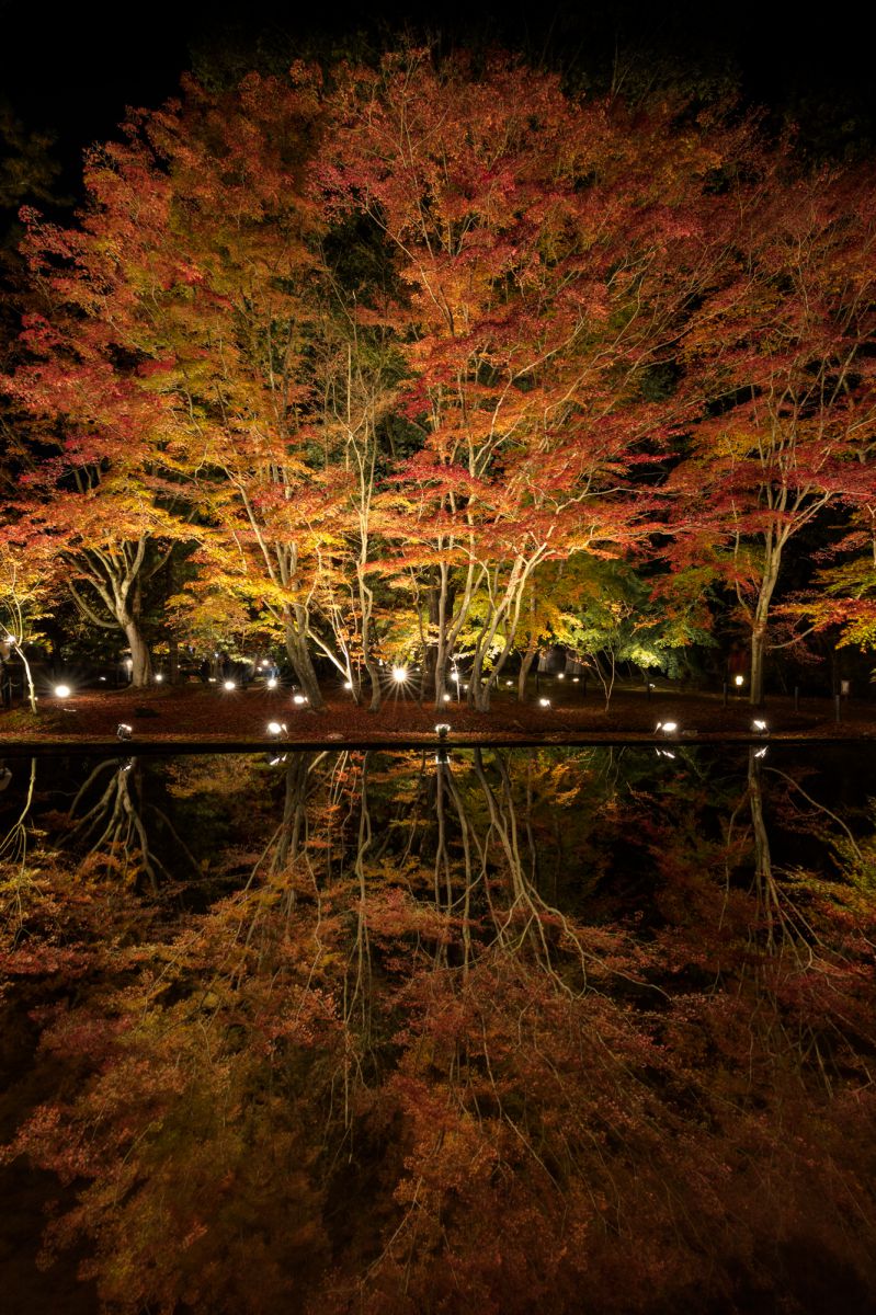Reflection of autumn leaves | GANREF