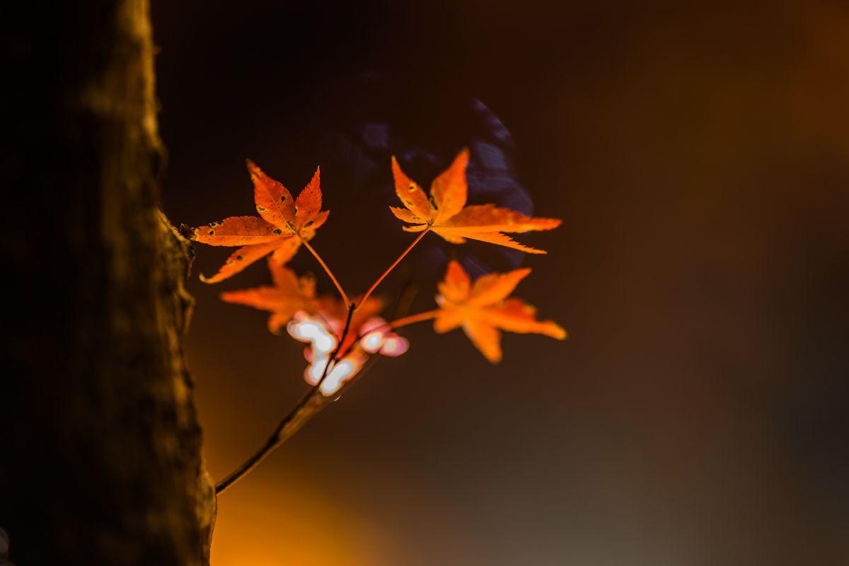 Autumn leaves | GANREF