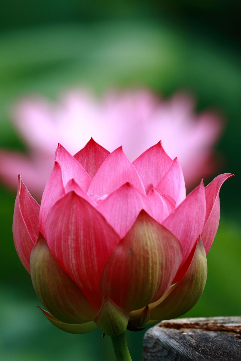 Burning Lotus | GANREF