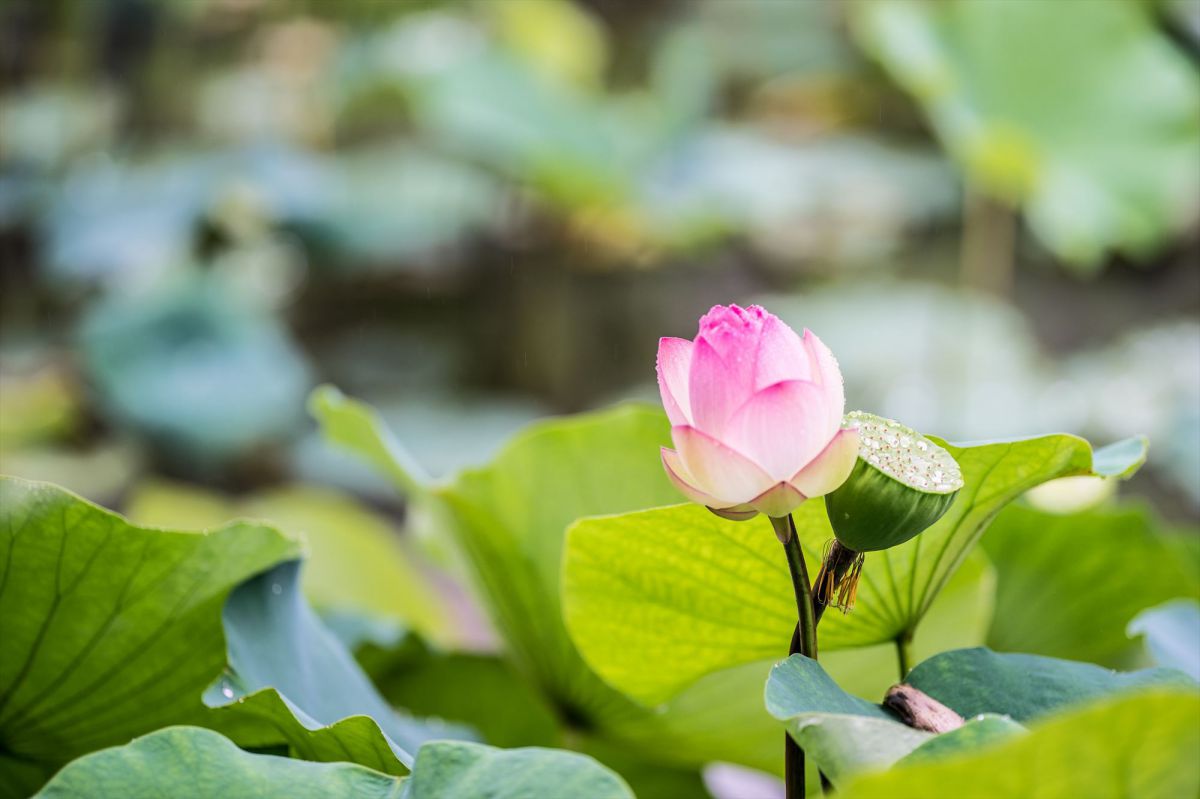 Before and after the lotus | GANREF