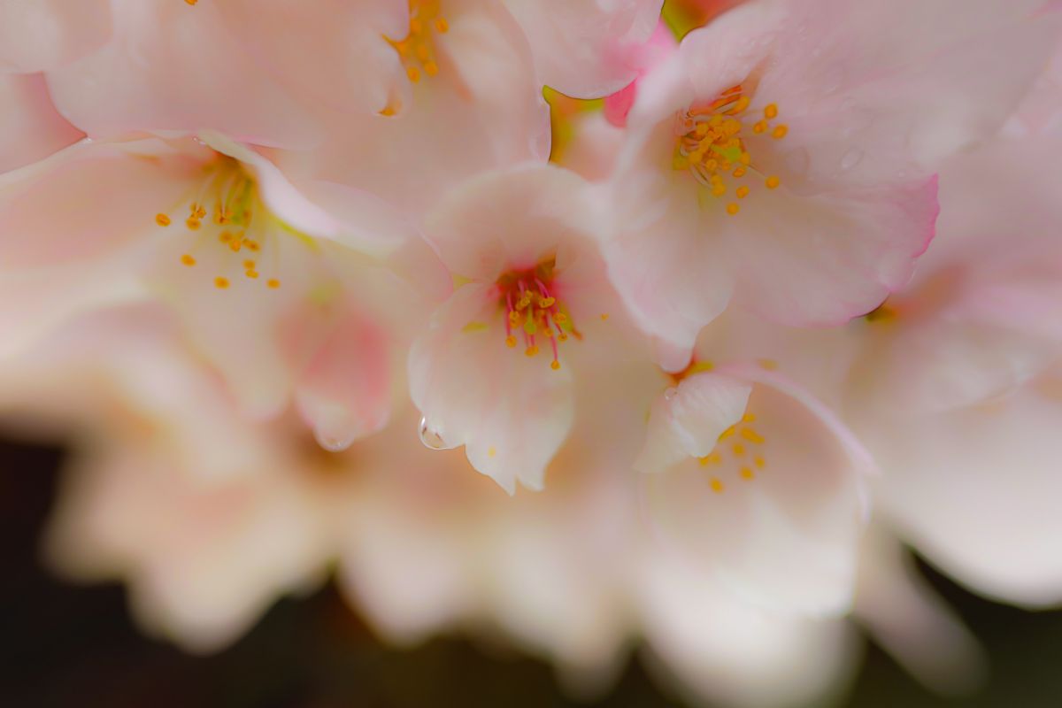 Cherry blossom petals | GANREF