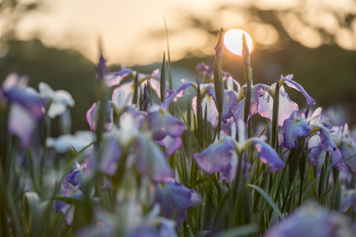 The iris of dawn | GANREF