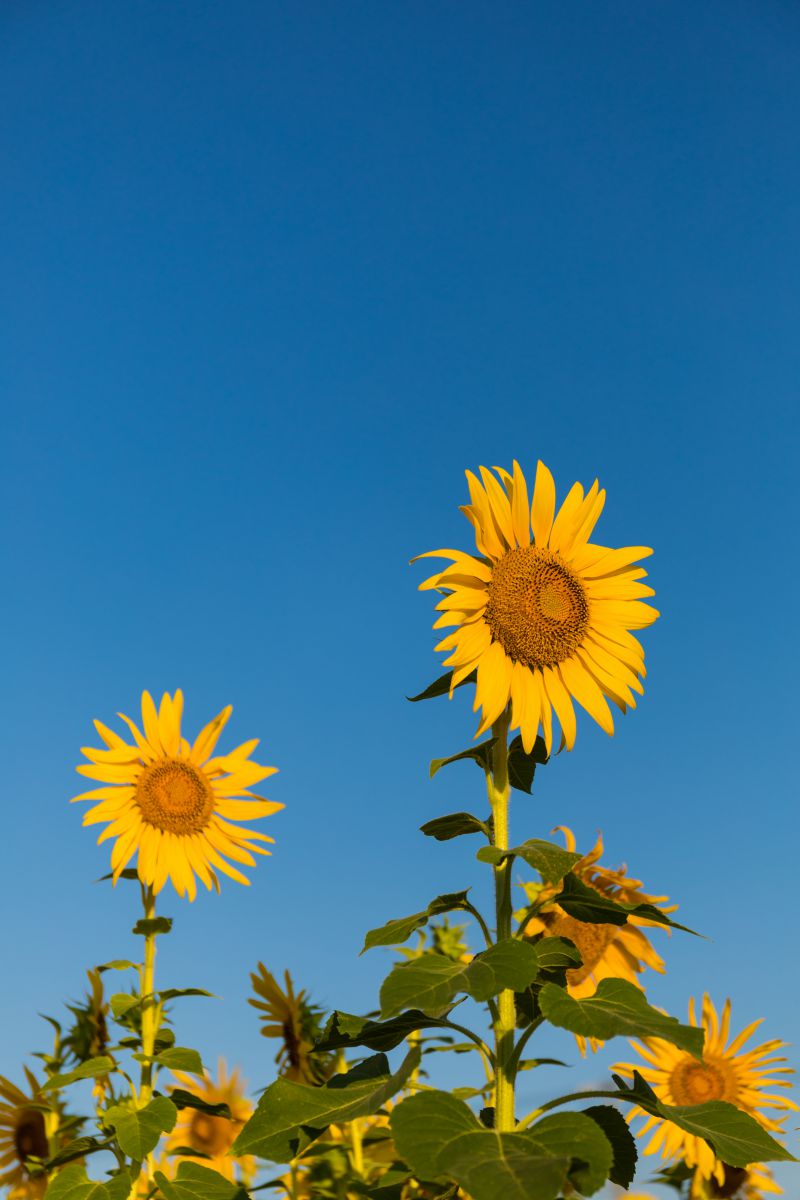 sunflower | GANREF