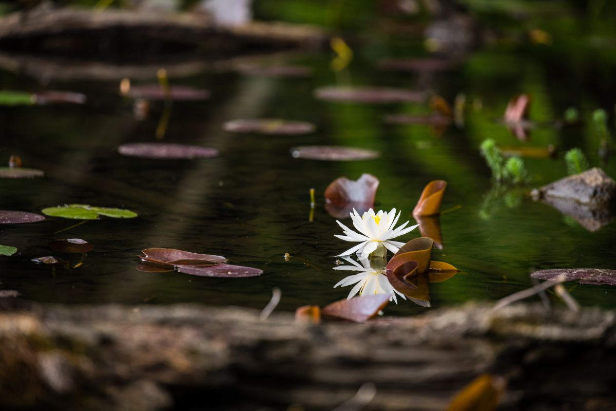 Water lily | GANREF