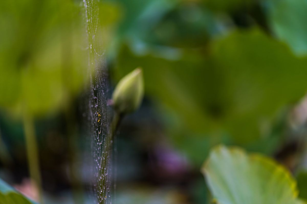 Lotus caught in a spider web | GANREF