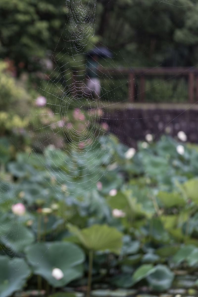 Lotus in the spider web | GANREF