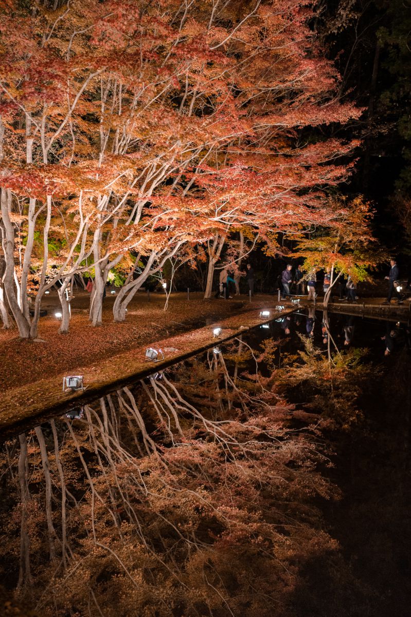 Reflection of autumn leaves | GANREF