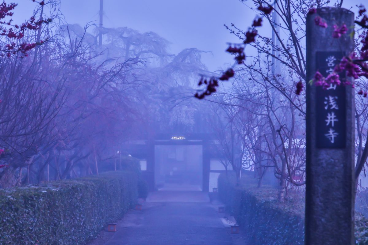 Morning misty gate | GANREF
