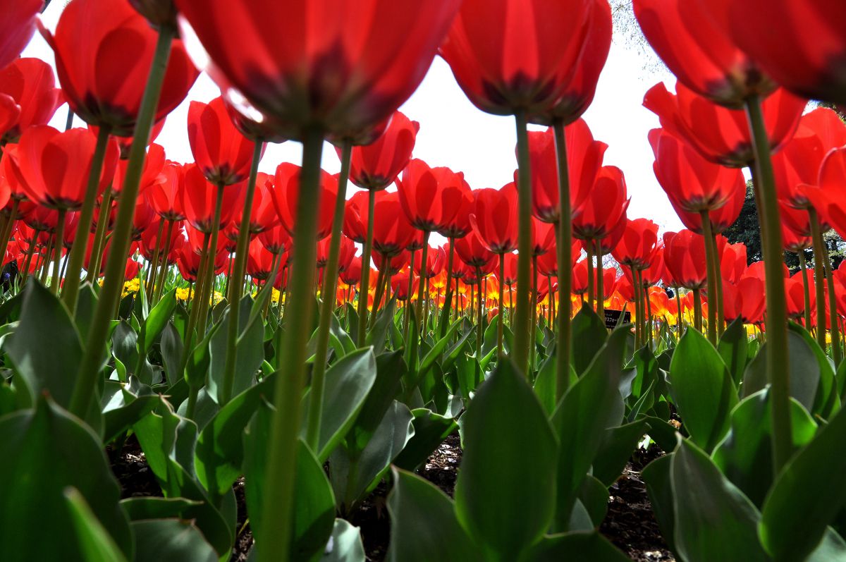 - tulip color - | GANREF