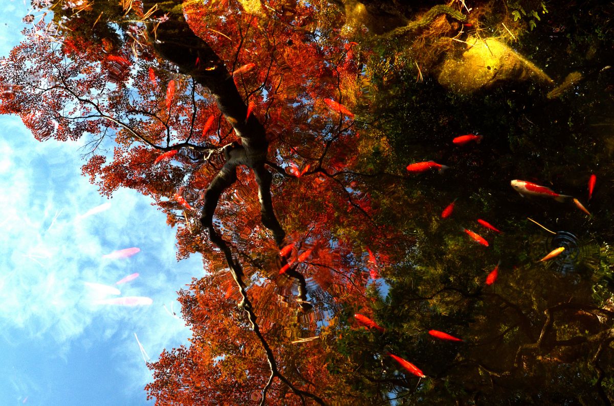 - 四季彩の池 - | GANREF