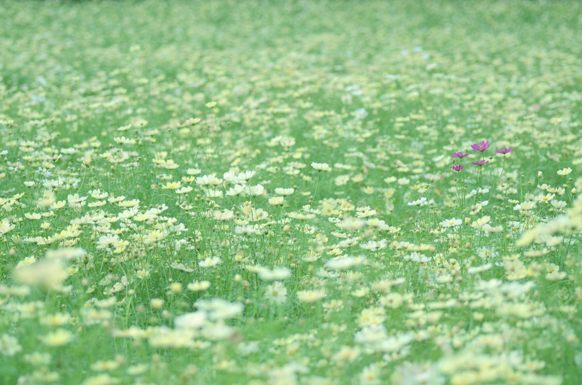 - ONE POINT - | GANREF