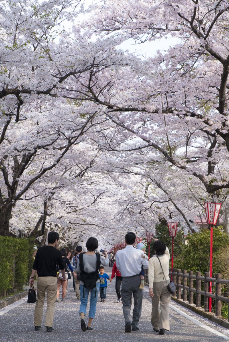 桜坂詣り | GANREF