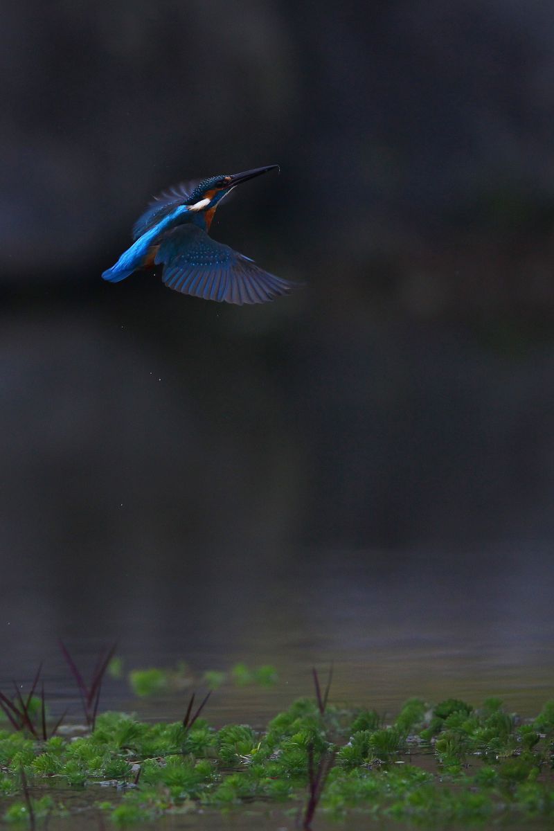 右上がりでいこう 2 | GANREF