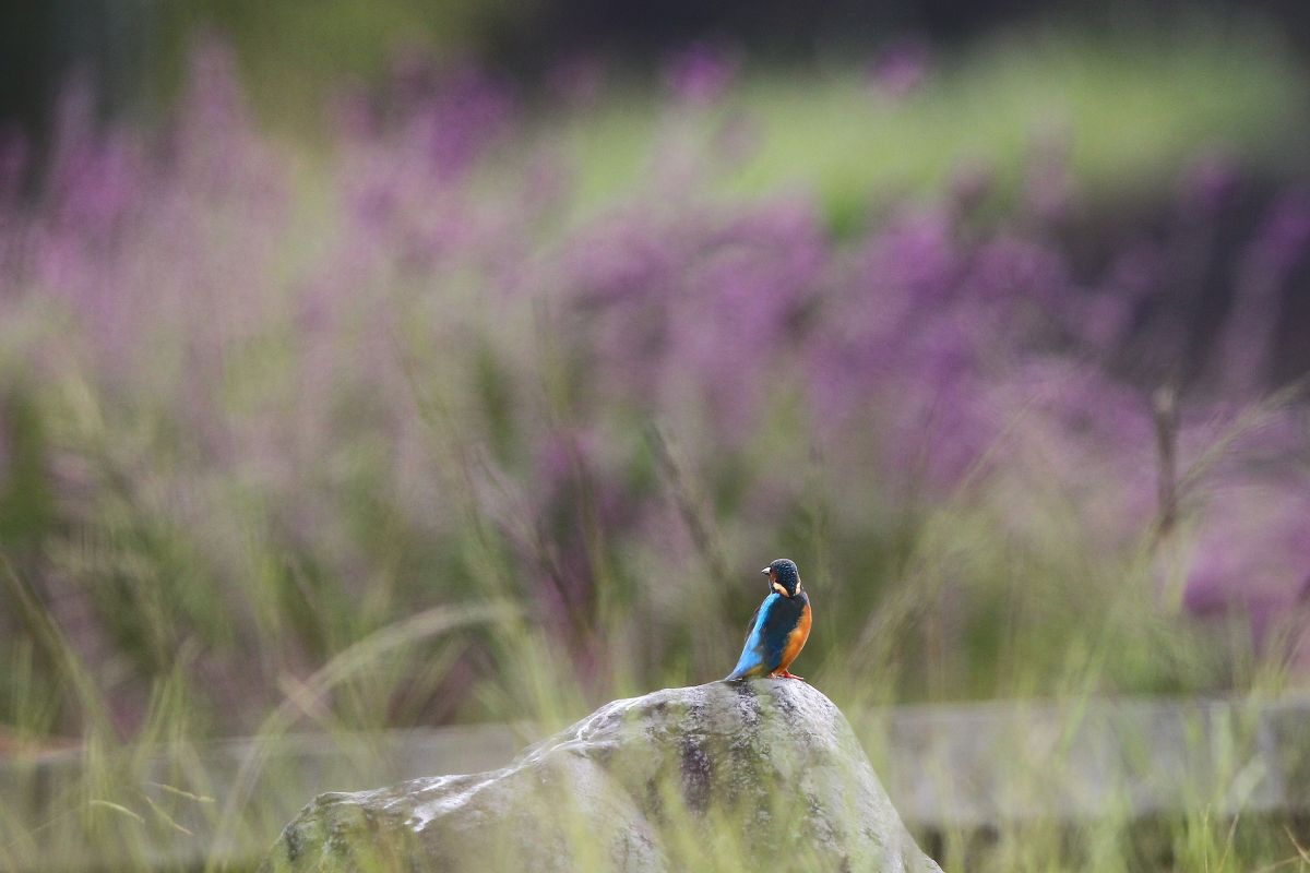 with flower 3 | GANREF