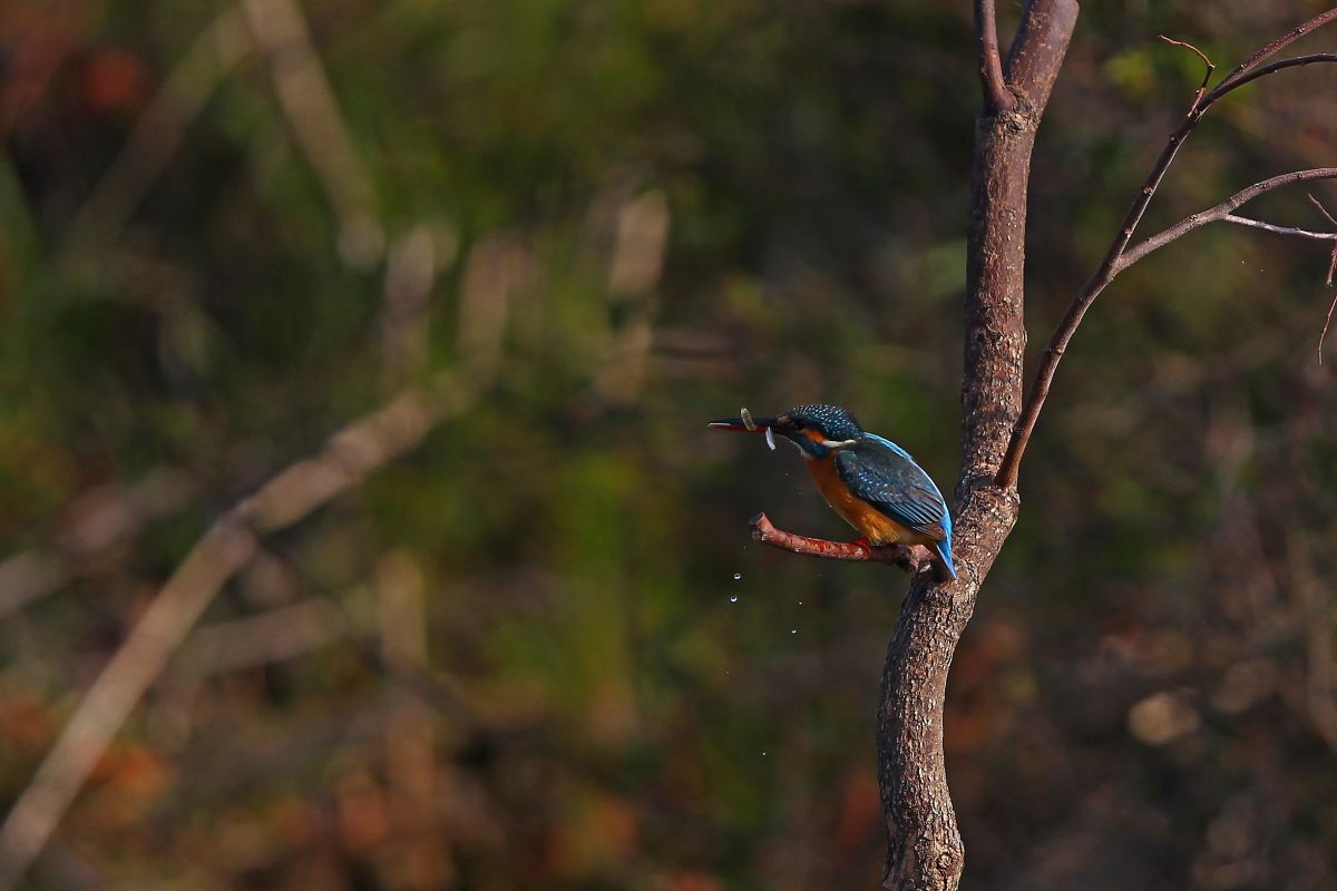 初撮り 3 | GANREF