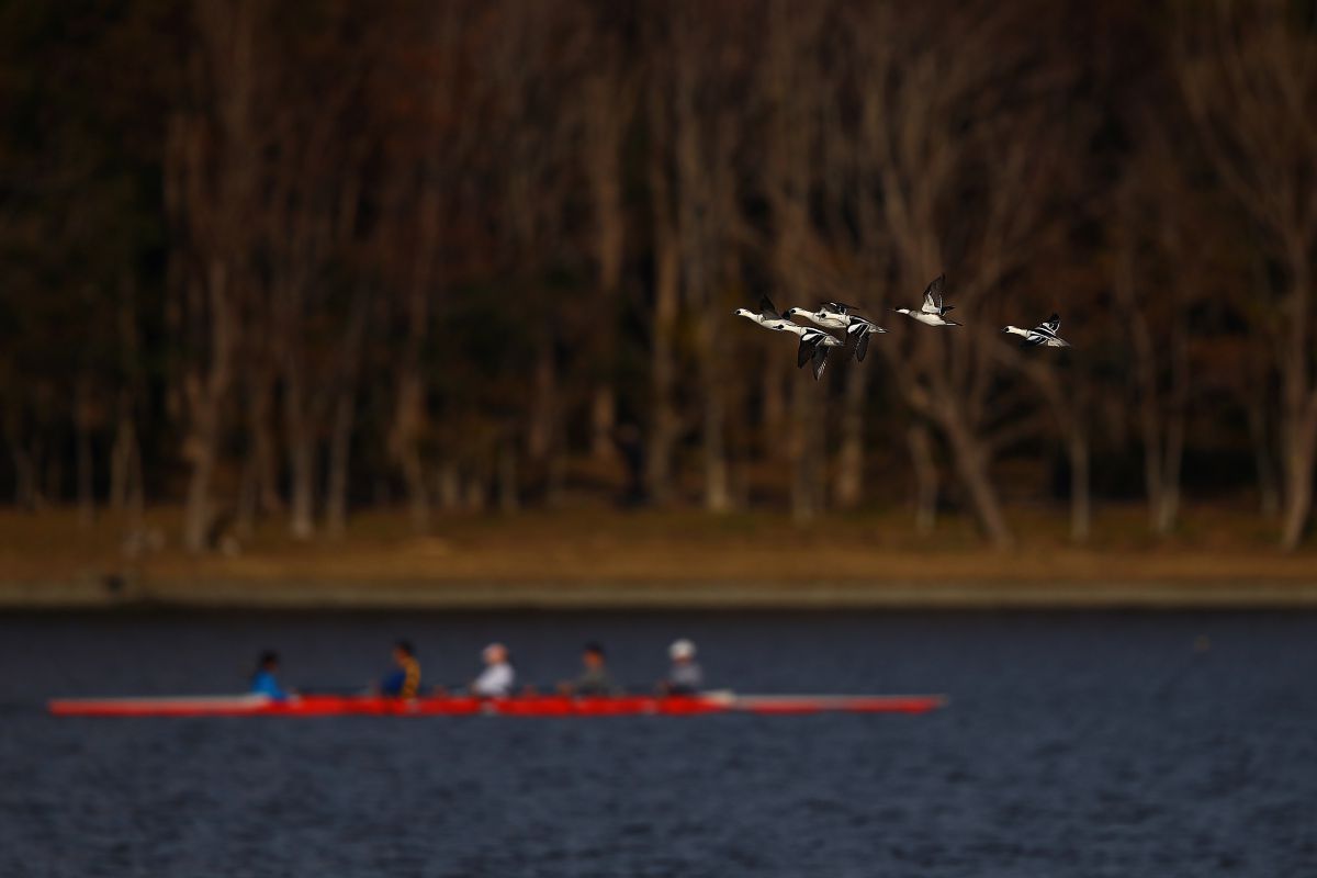 flying panda | GANREF