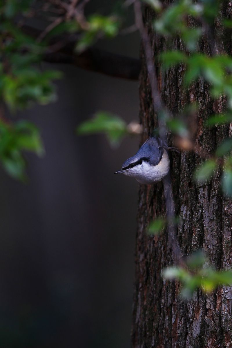 初見初撮り ゴジュウカラ | GANREF