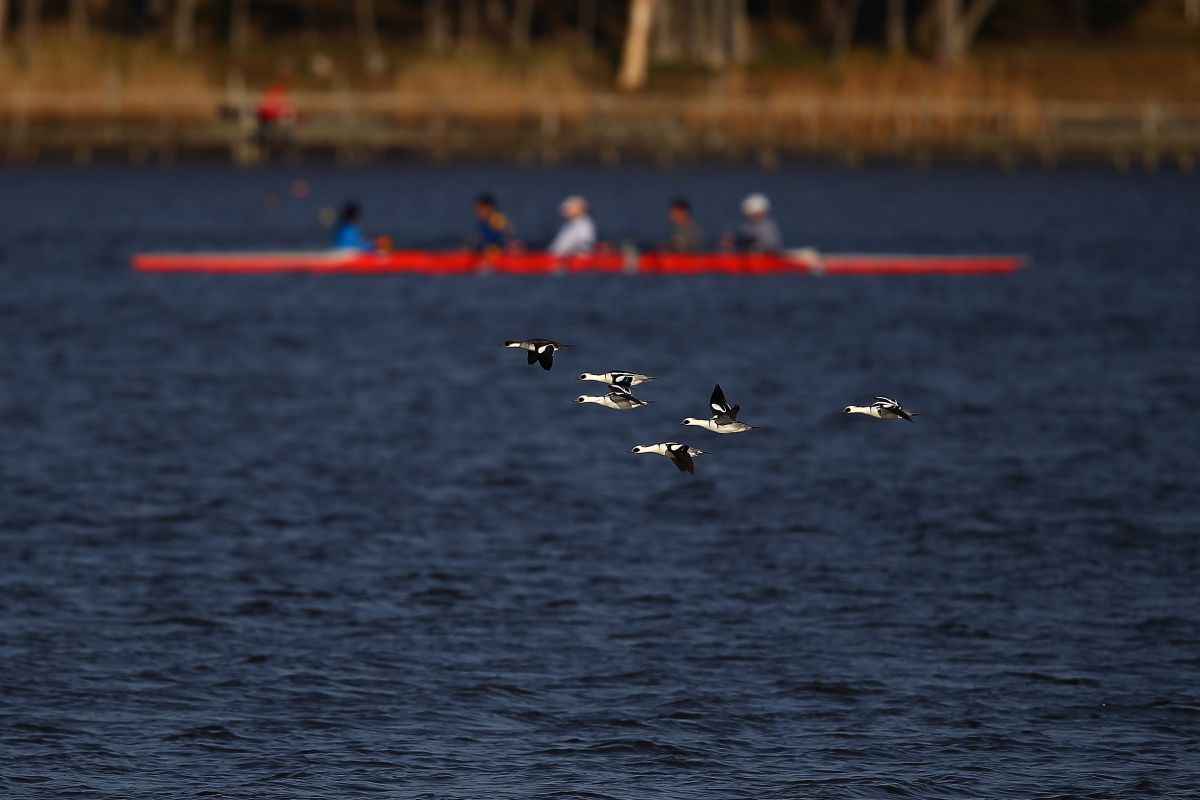 flying panda 3 | GANREF