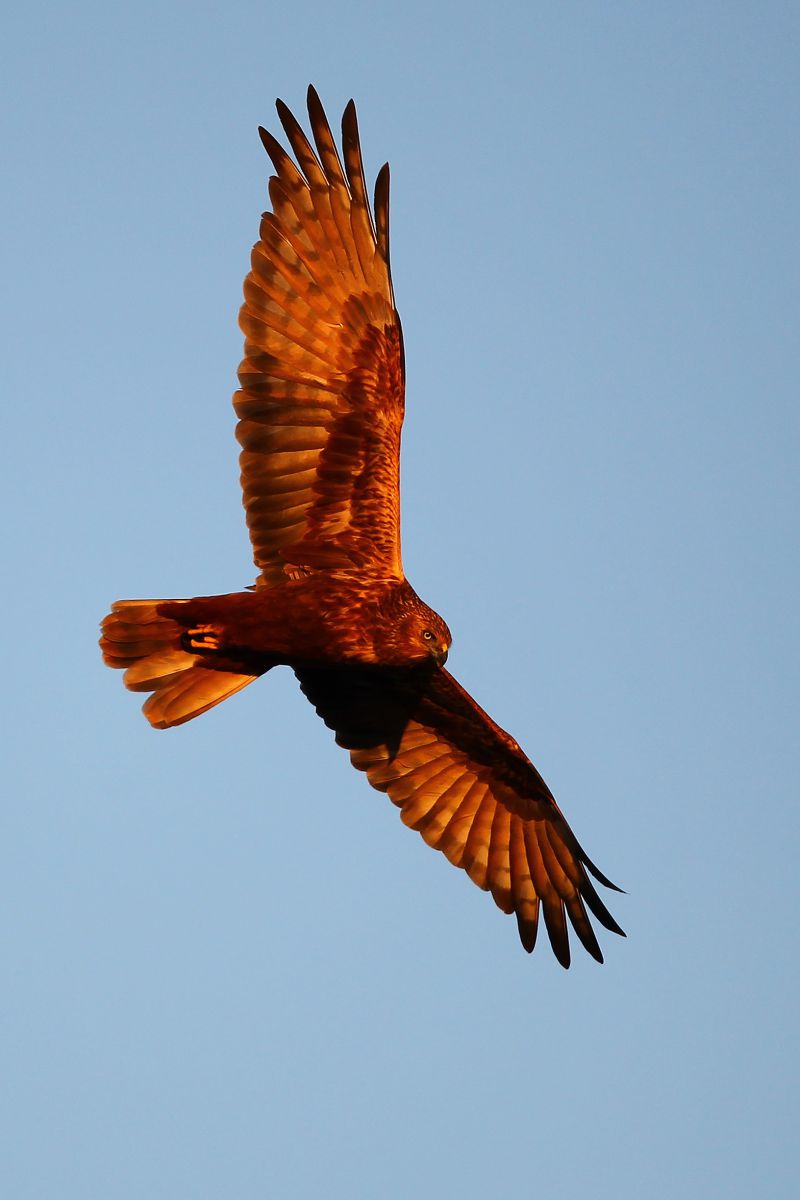 red harrier | GANREF