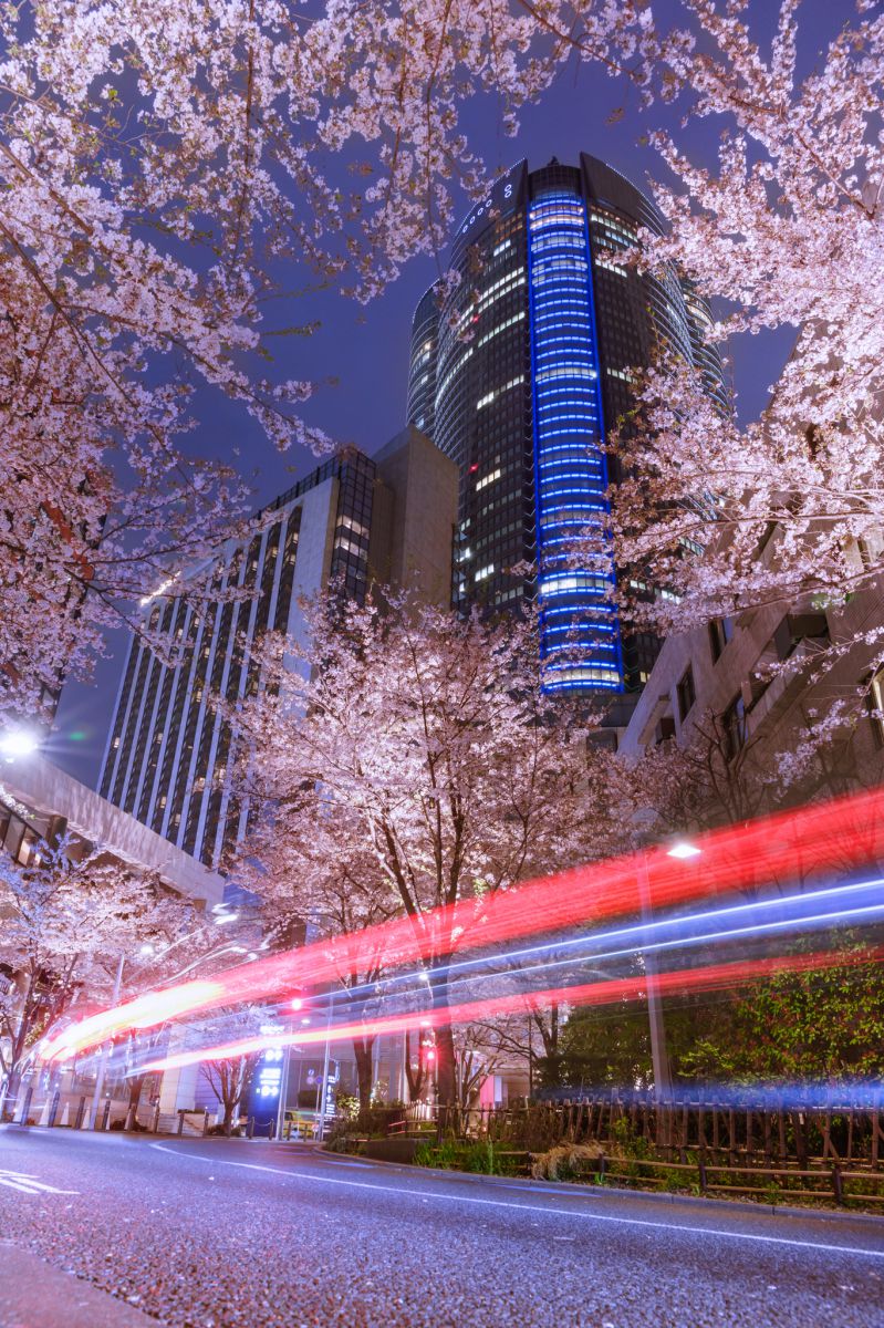 TOKYO YOZAKURA | GANREF