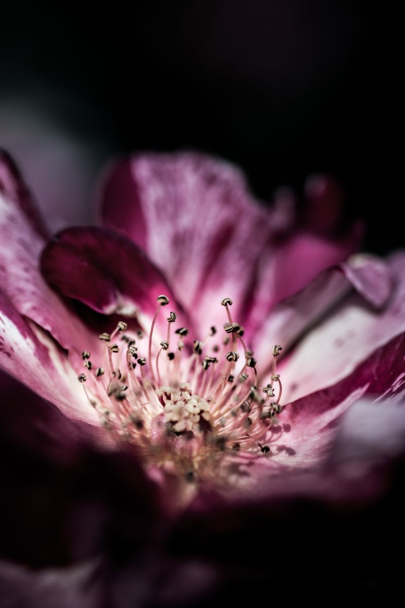 dramatic end | GANREF