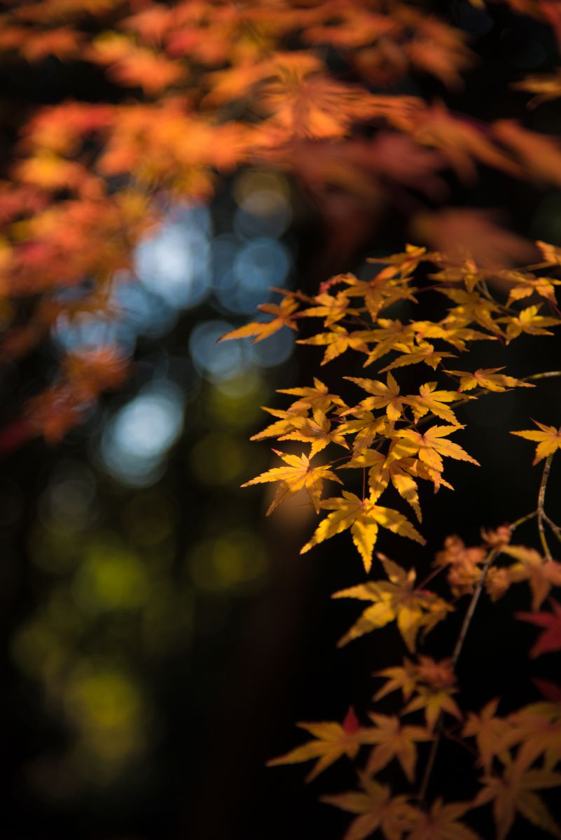 キラキラ紅葉 | GANREF