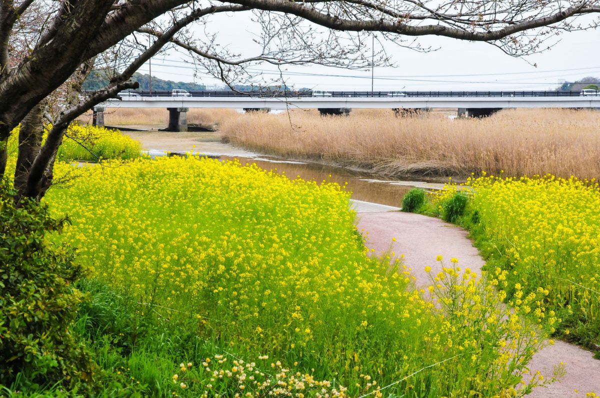 桜はまだだけど・・・ | GANREF