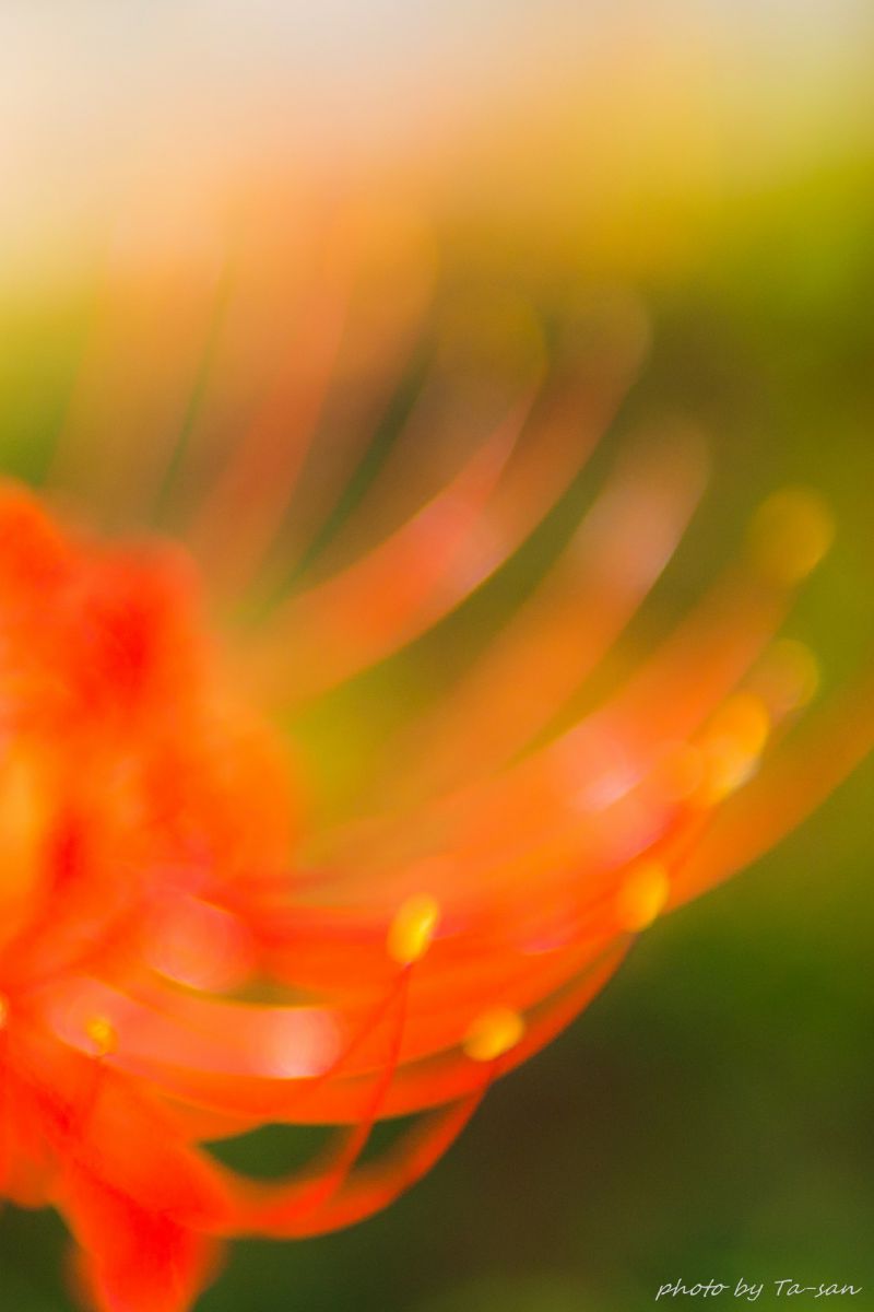 初秋の思い出 | GANREF