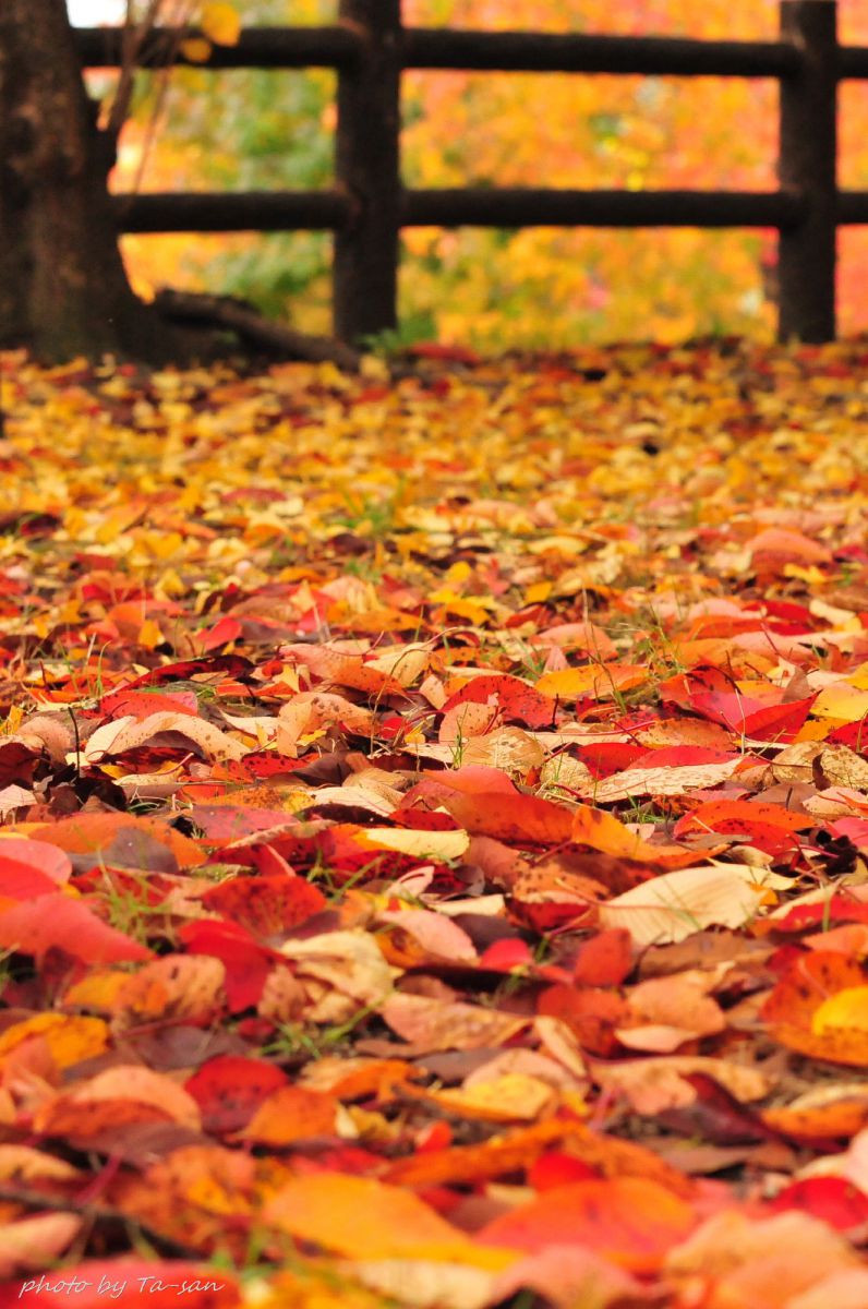 こっちから向こうまで全部秋 | GANREF