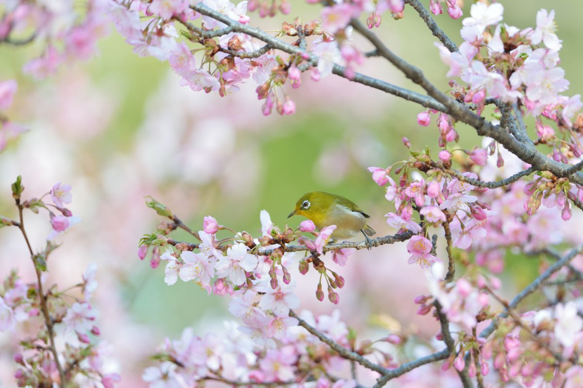 春の定番（2） | GANREF