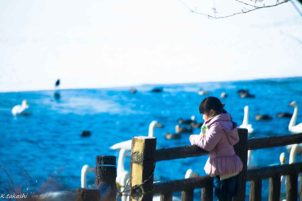 大きな白鳥を見つめる | GANREF