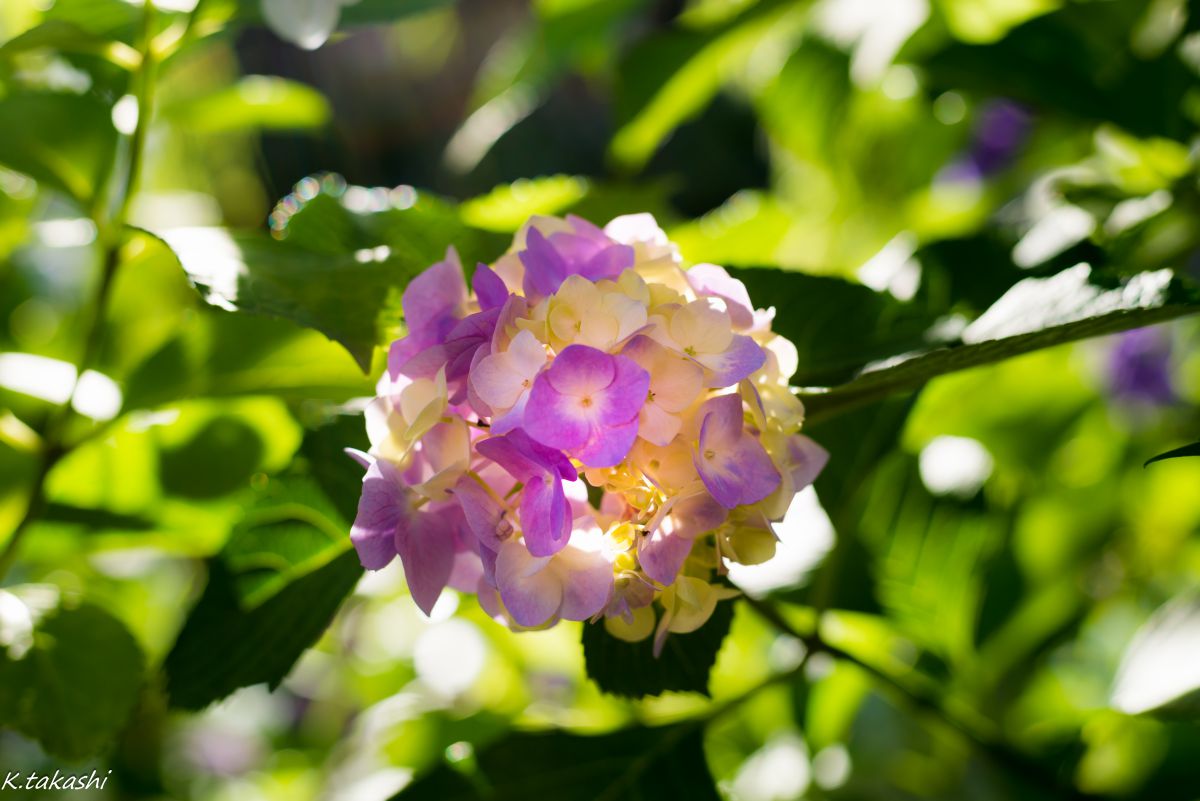 小さな宝石箱 | GANREF